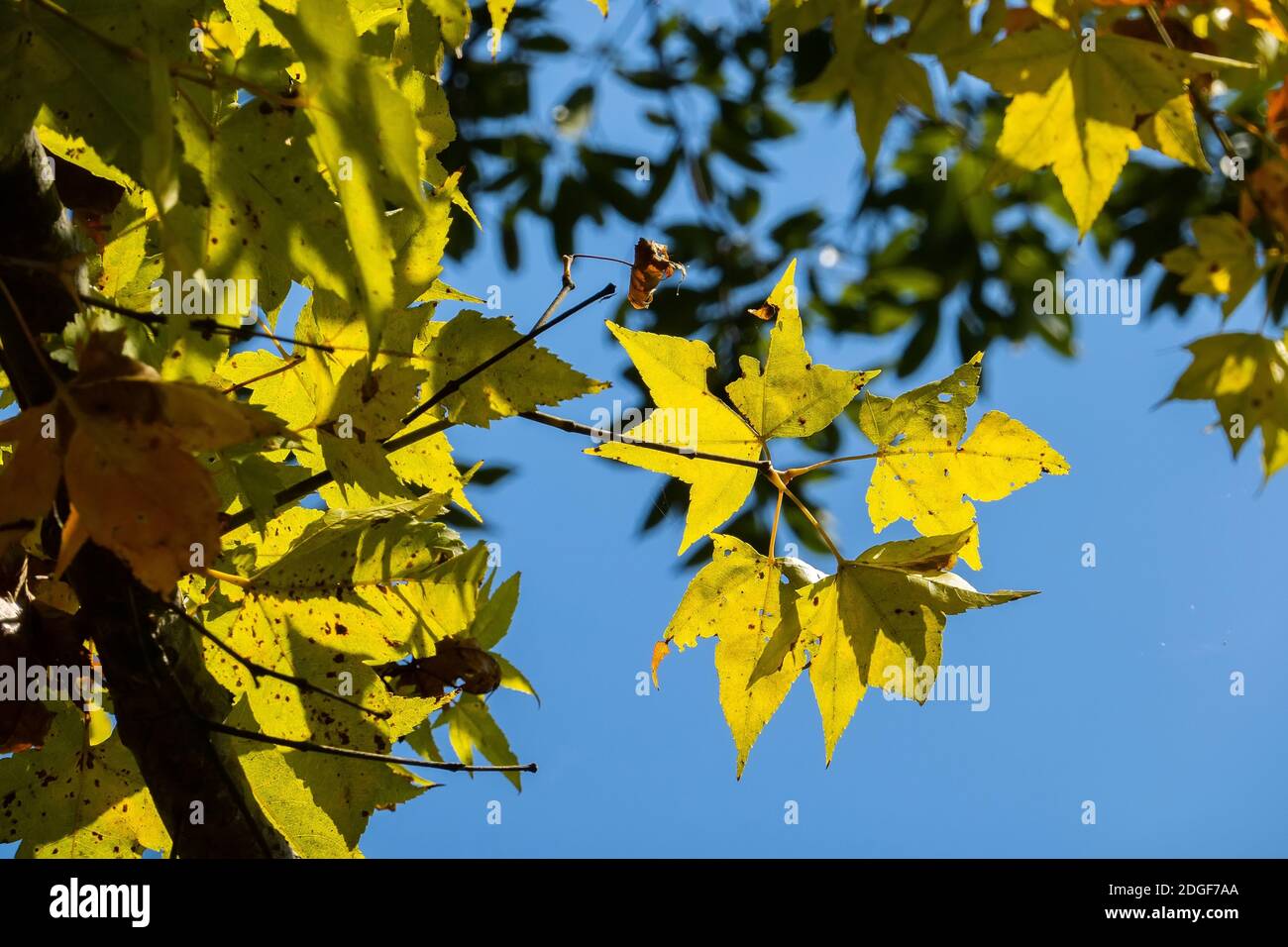 Yellow leaves under blue hi-res stock photography and images - Alamy