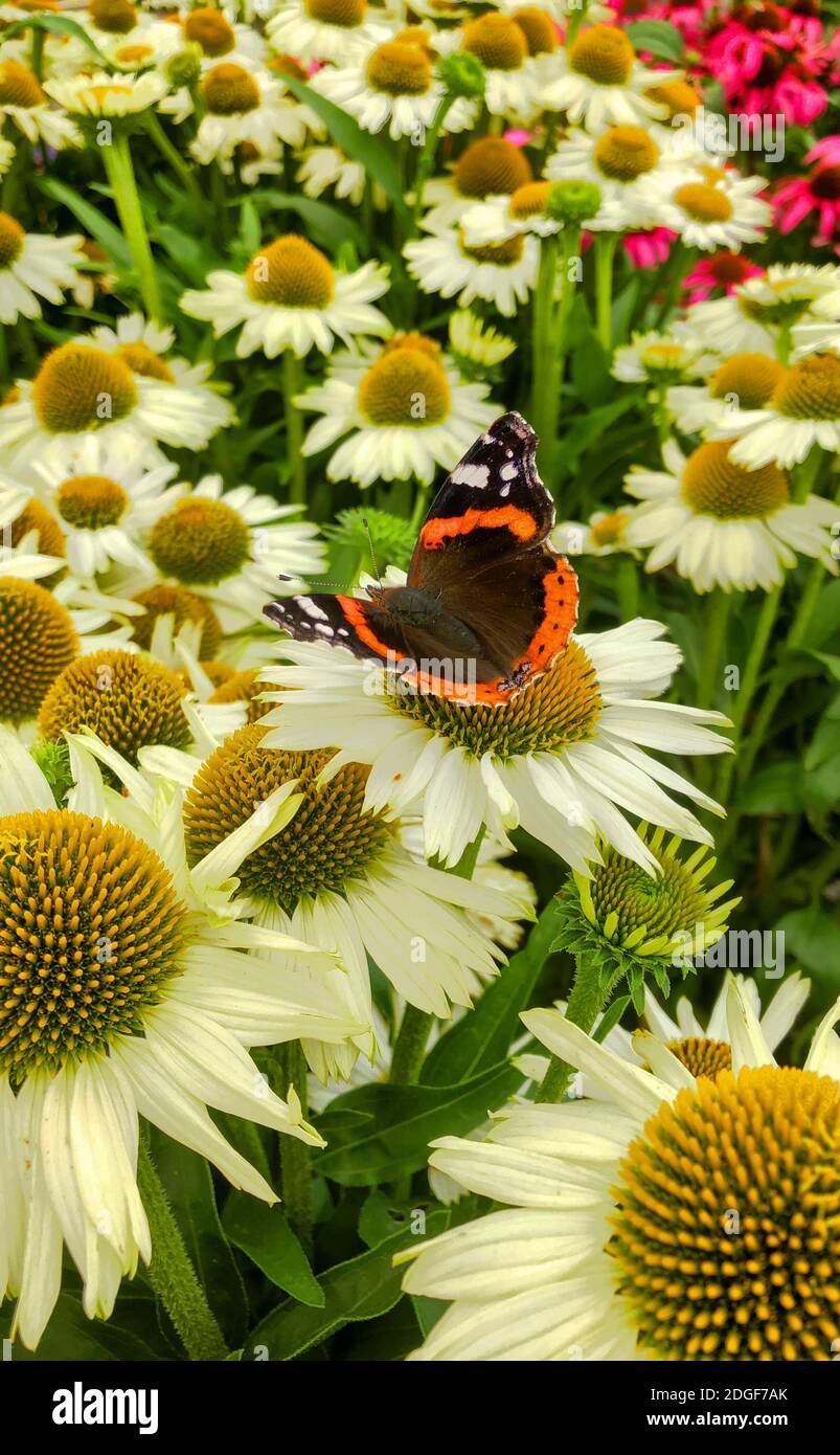 Hot orange butterfly hi-res stock photography and images - Alamy