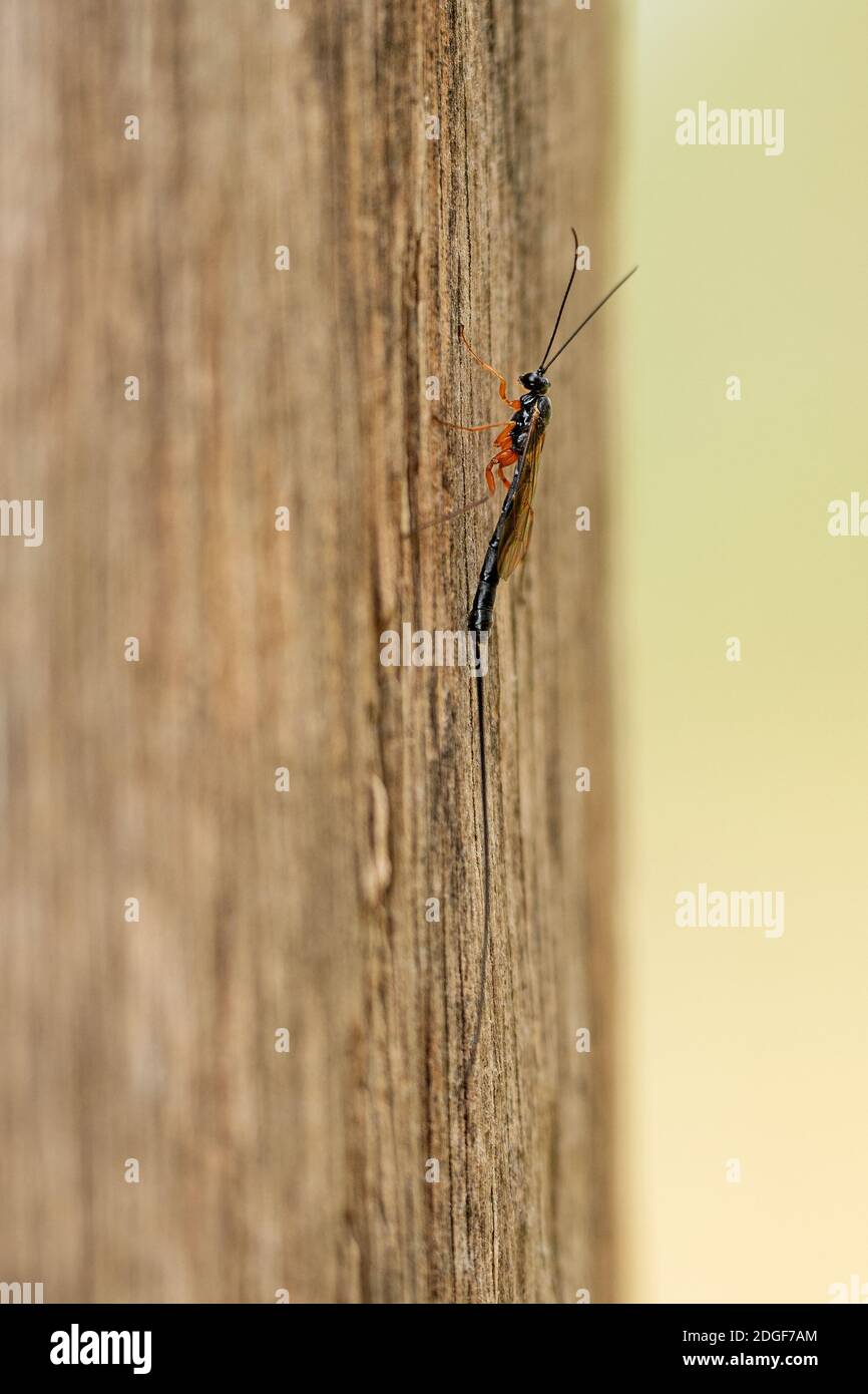 The giant ichneumon hi-res stock photography and images - Alamy