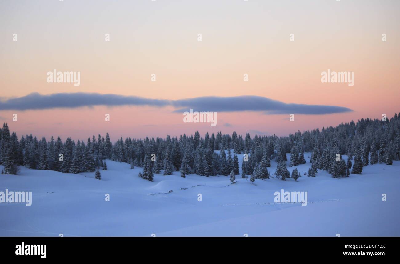 Very beautiful winter landscape with fir trees Stock Photo - Alamy