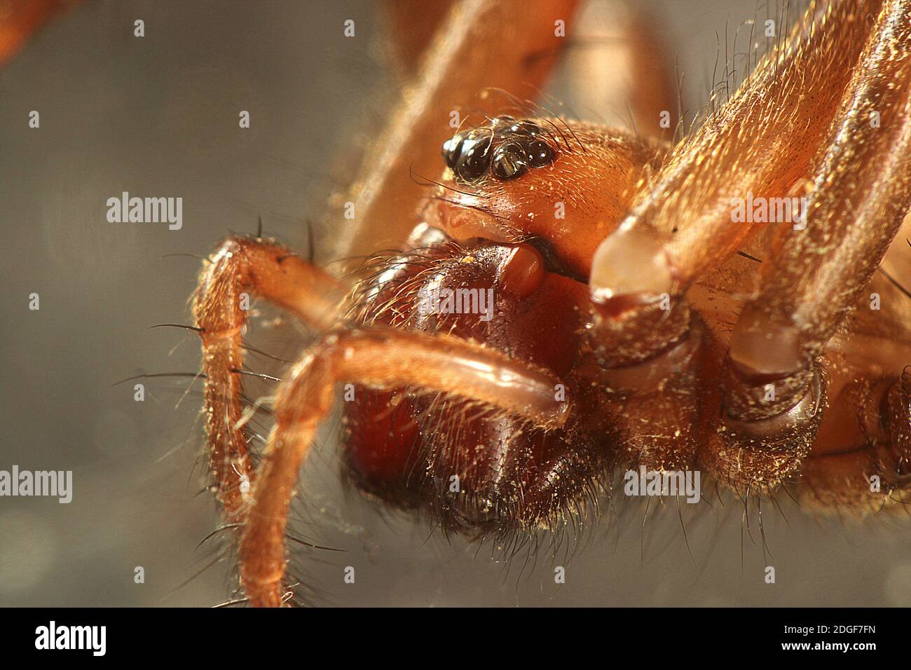 Sheetweb spider (Cambridgia sp Stock Photo - Alamy
