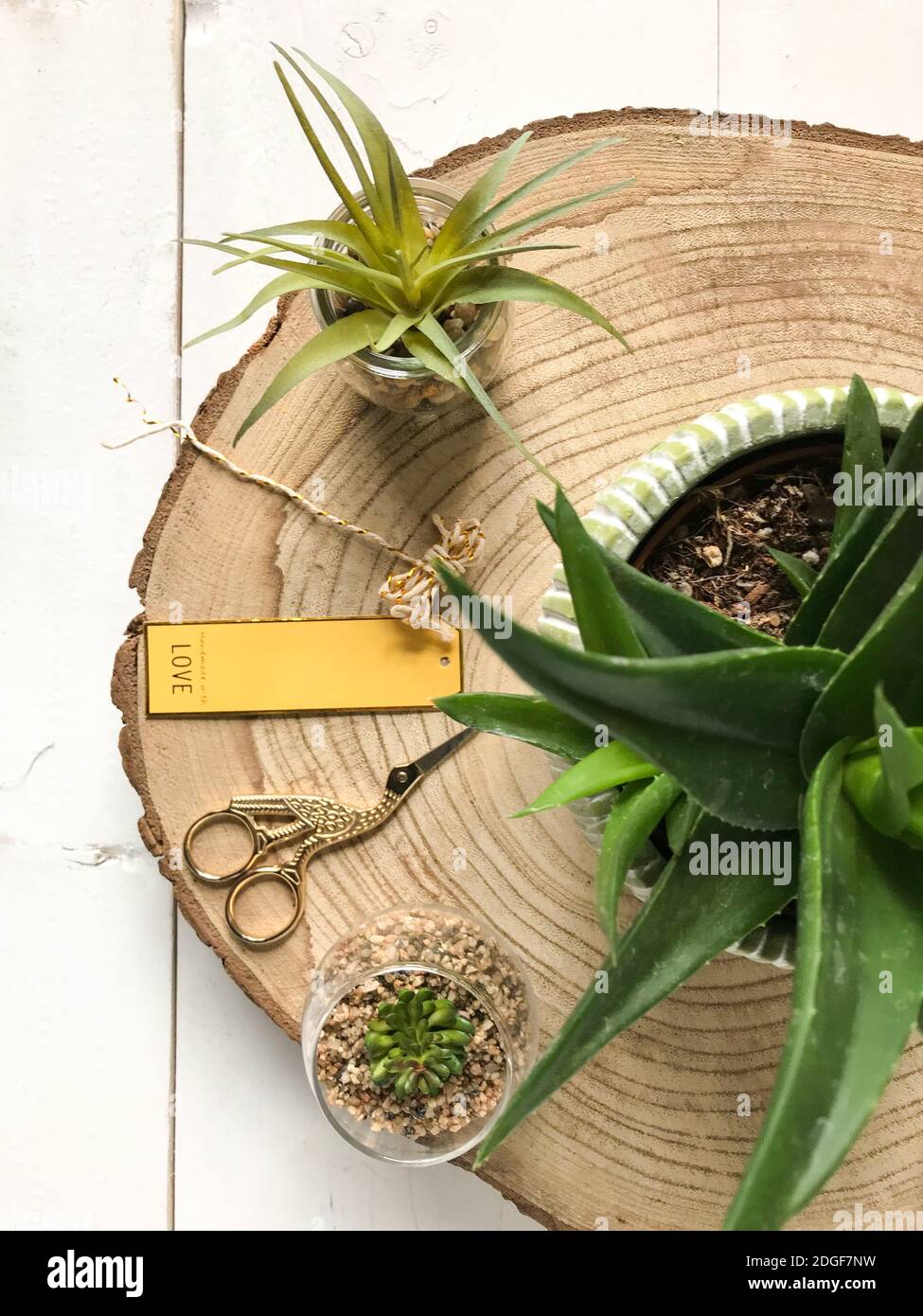 Flat plants hi-res stock photography and images - Alamy