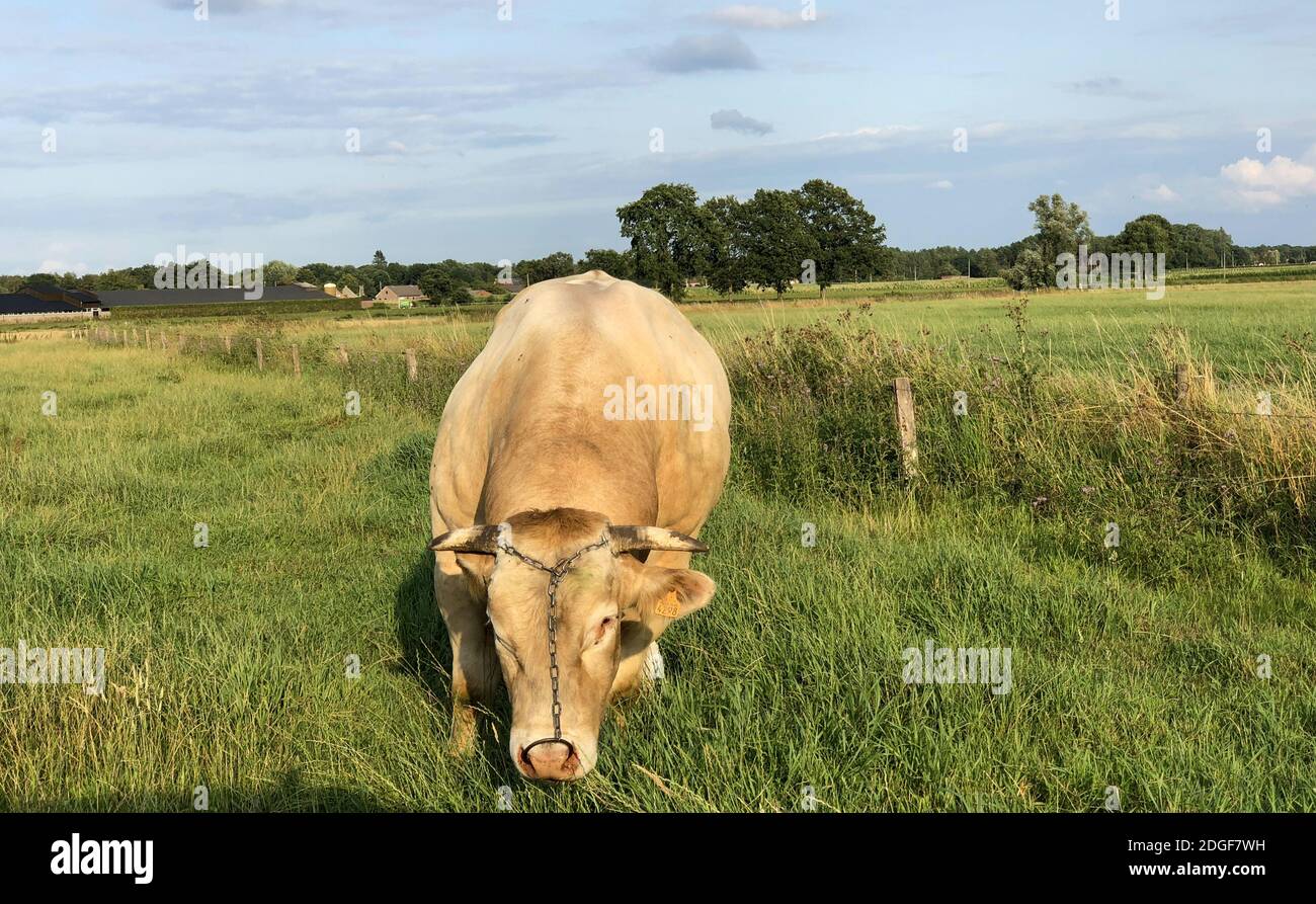 Moo cow hi-res stock photography and images - Alamy