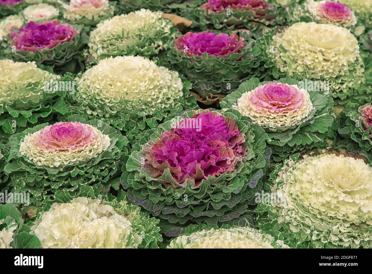 Bright beautiful fall decorating with flowering green and violet ...