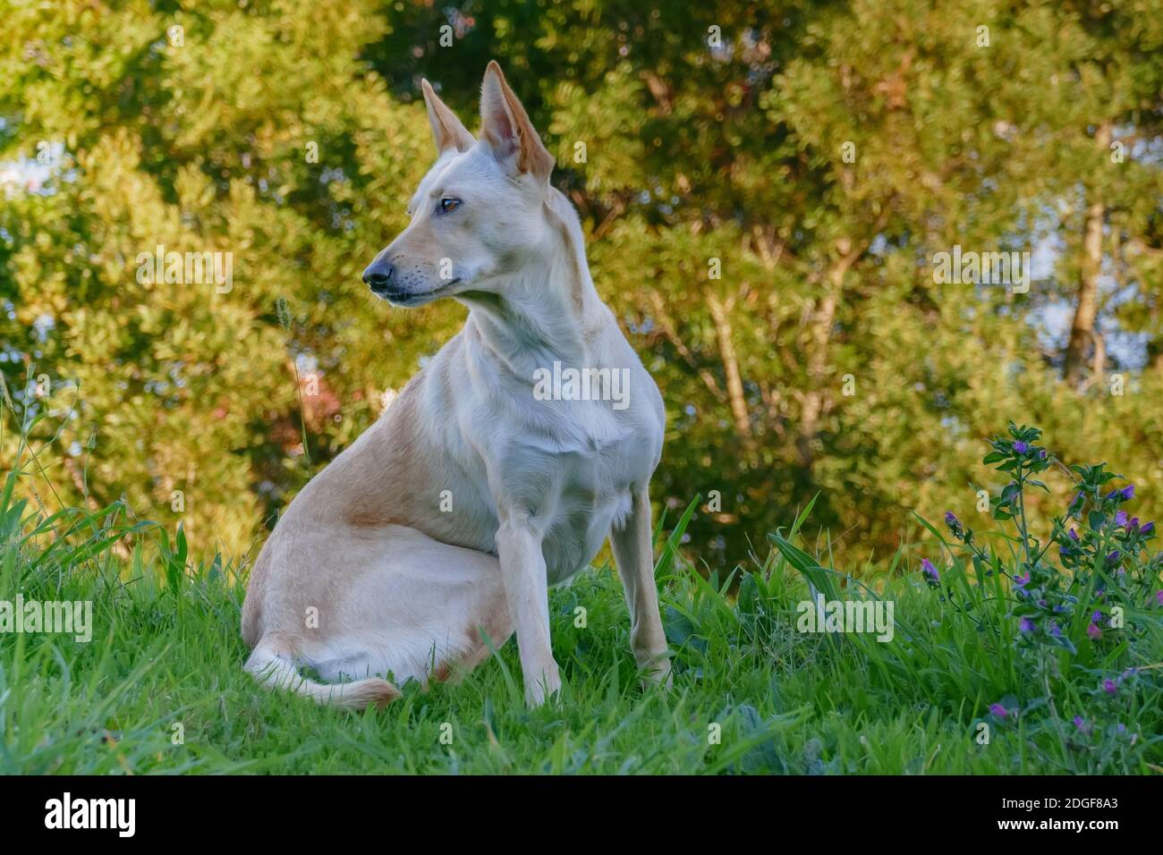 Portuguese podenco hi-res stock photography and images - Alamy