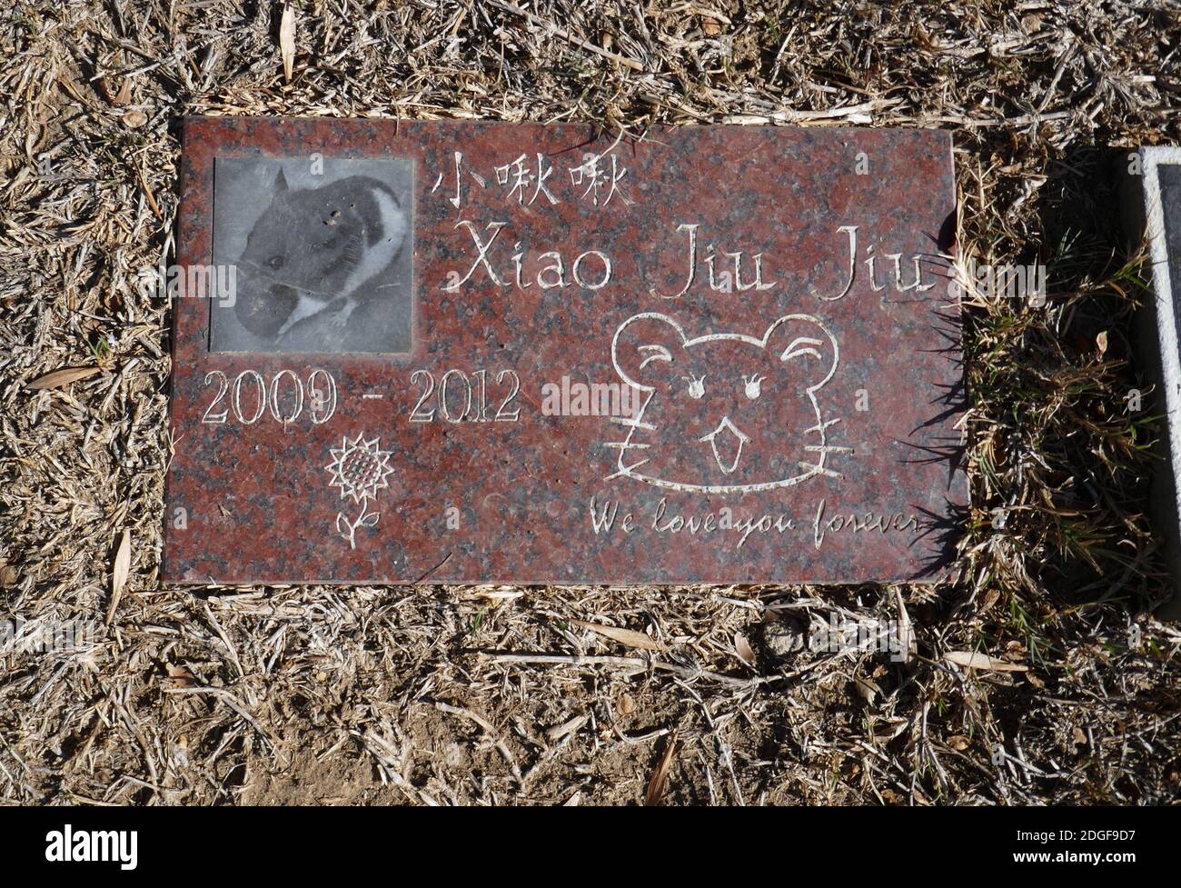 King hamster hi-res stock photography and images - Alamy