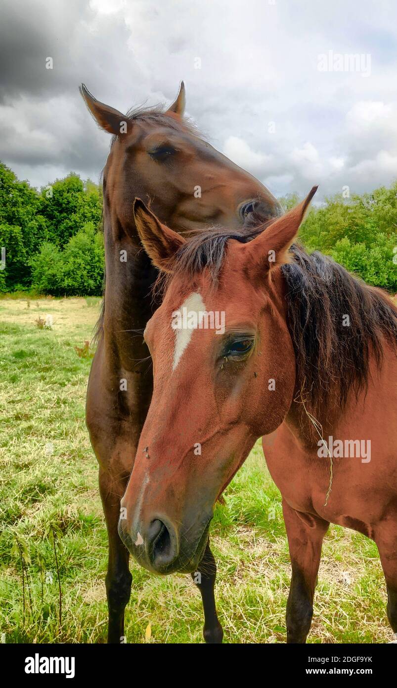 Horse stormy sky hi-res stock photography and images - Alamy