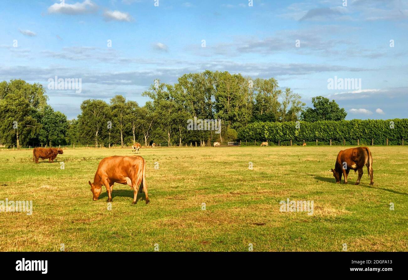 Bull and cows hi-res stock photography and images - Alamy