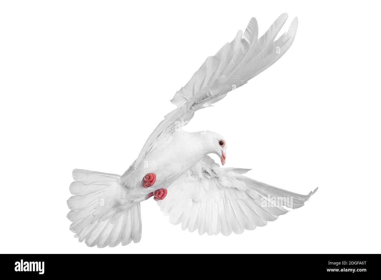 White Pigeons Flying