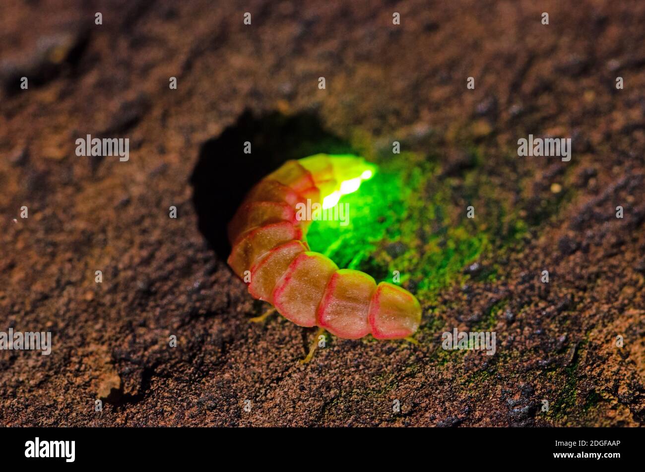 Female Firefly Larvae Stock Photo - Alamy