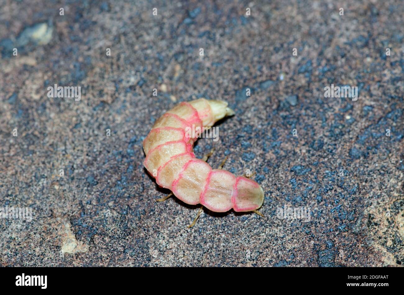 Female Firefly Larvae Stock Photo - Alamy