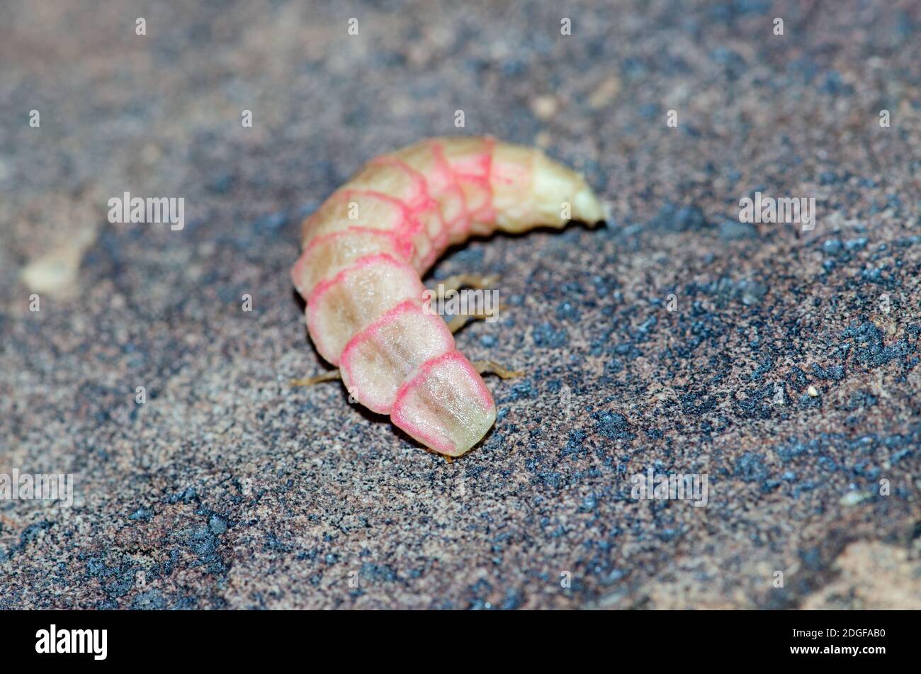 Female Firefly Larvae Stock Photo - Alamy