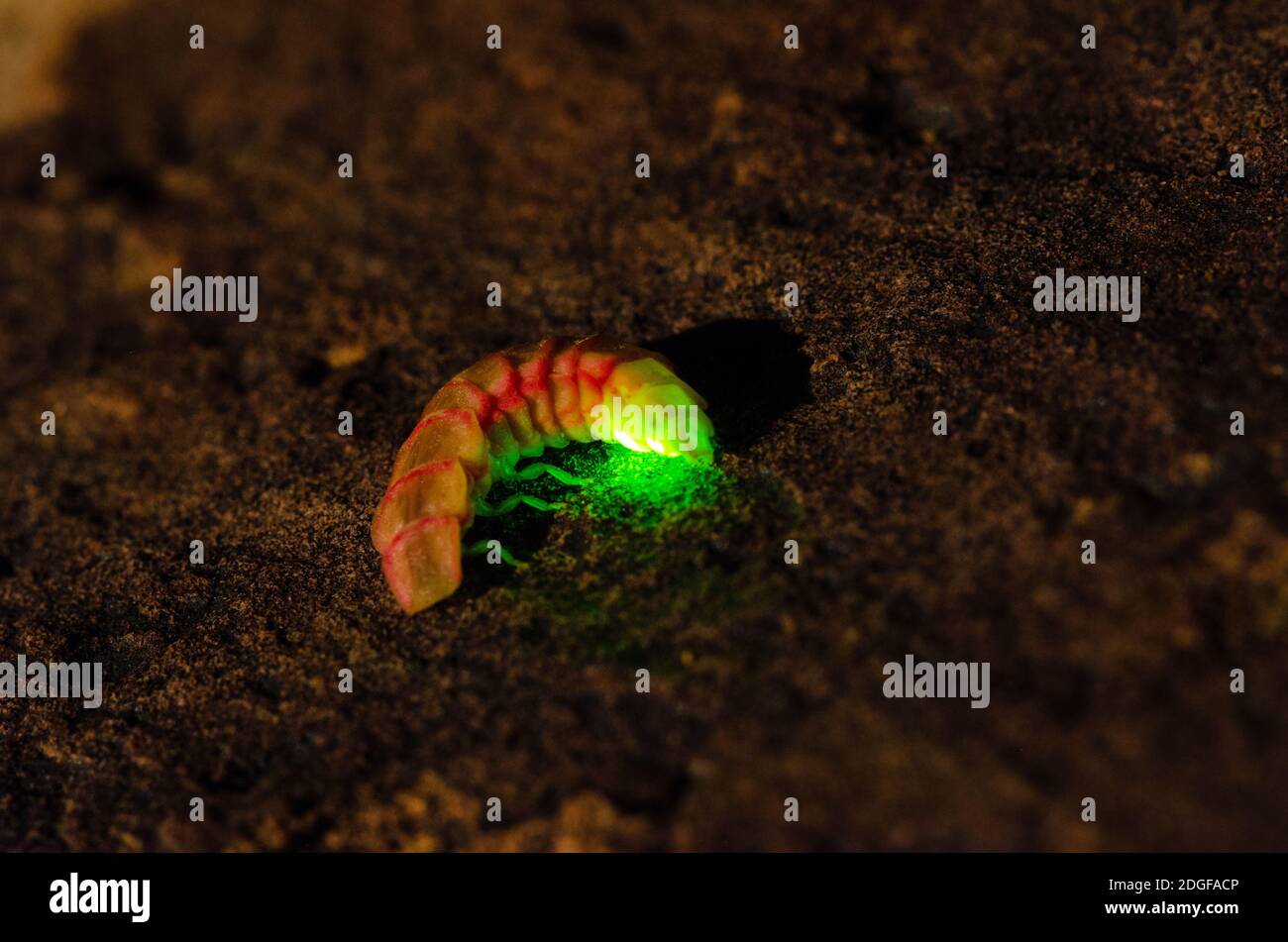 Desert beetle larva hi-res stock photography and images - Alamy