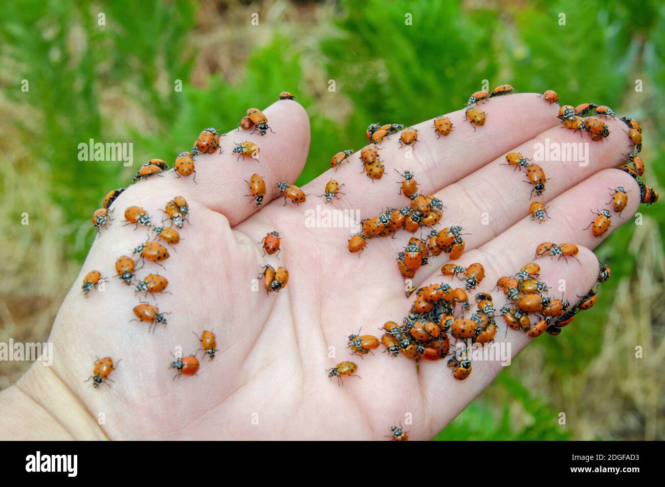 Black ladybugs hi-res stock photography and images - Alamy