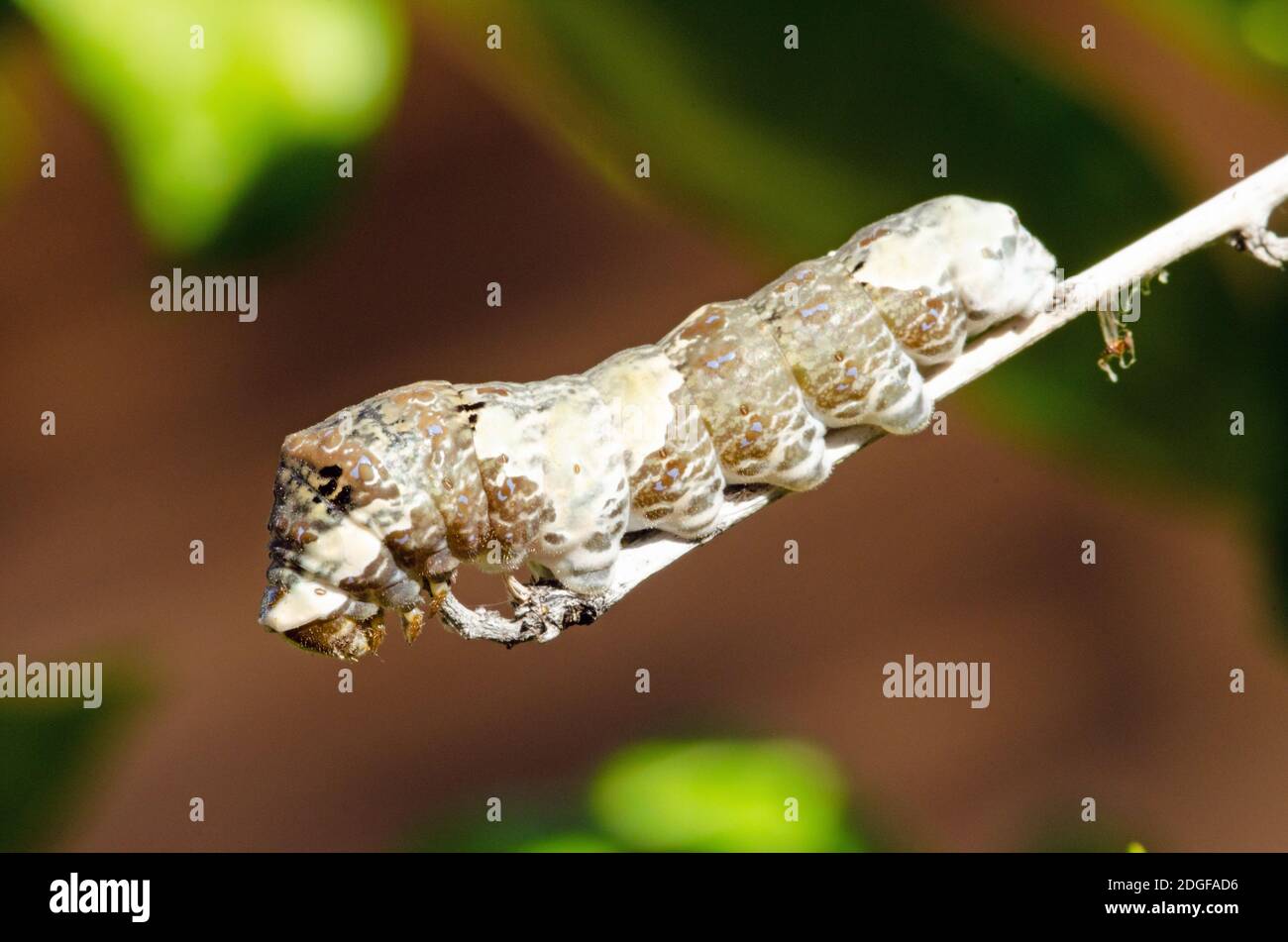 Giant Swallowtail (Papilio cresphontes) caterpillar on citrus tree ...
