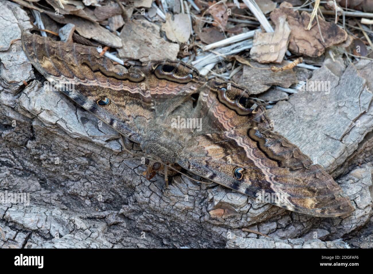Black Witch Moth (Ascalapha odorata Stock Photo - Alamy