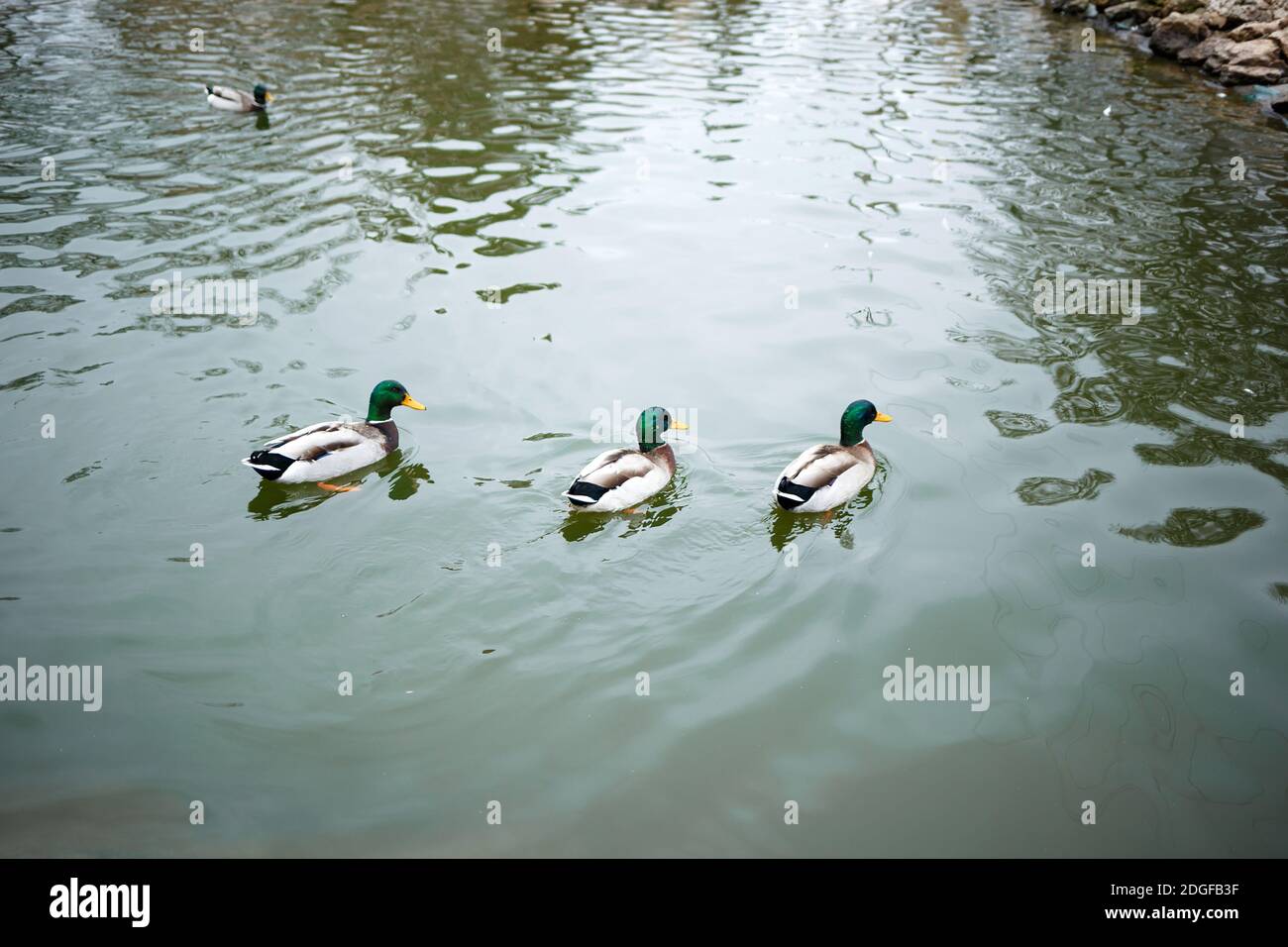 Row three mallard ducks hi-res stock photography and images - Alamy