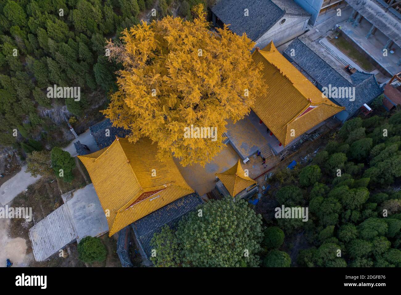 Aerial view of a Ginkgo tree shedding golden leaves in the yard of ...