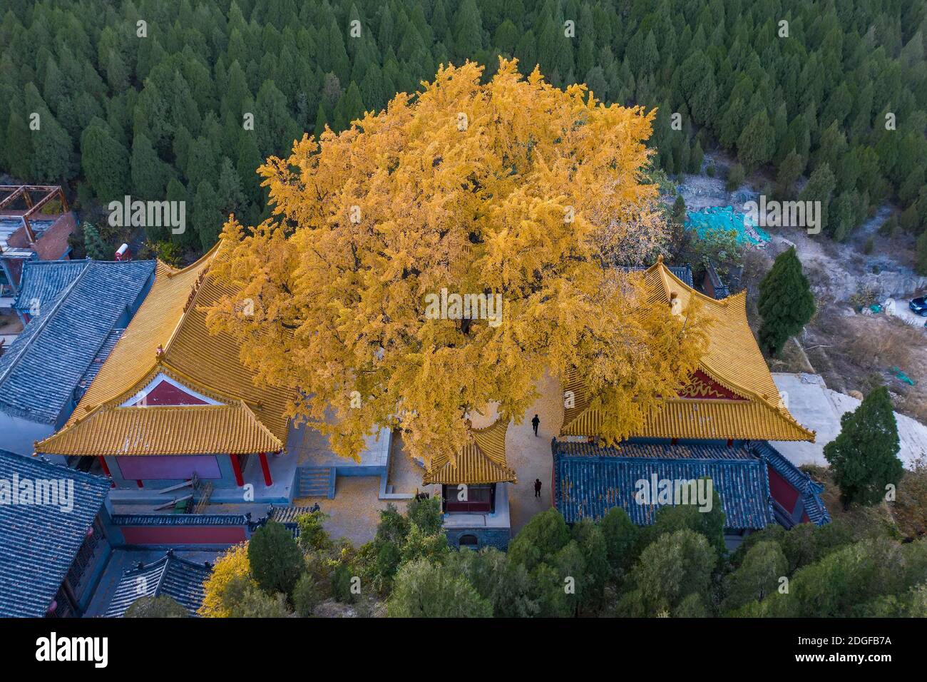 Shedding of leaves hi-res stock photography and images - Alamy