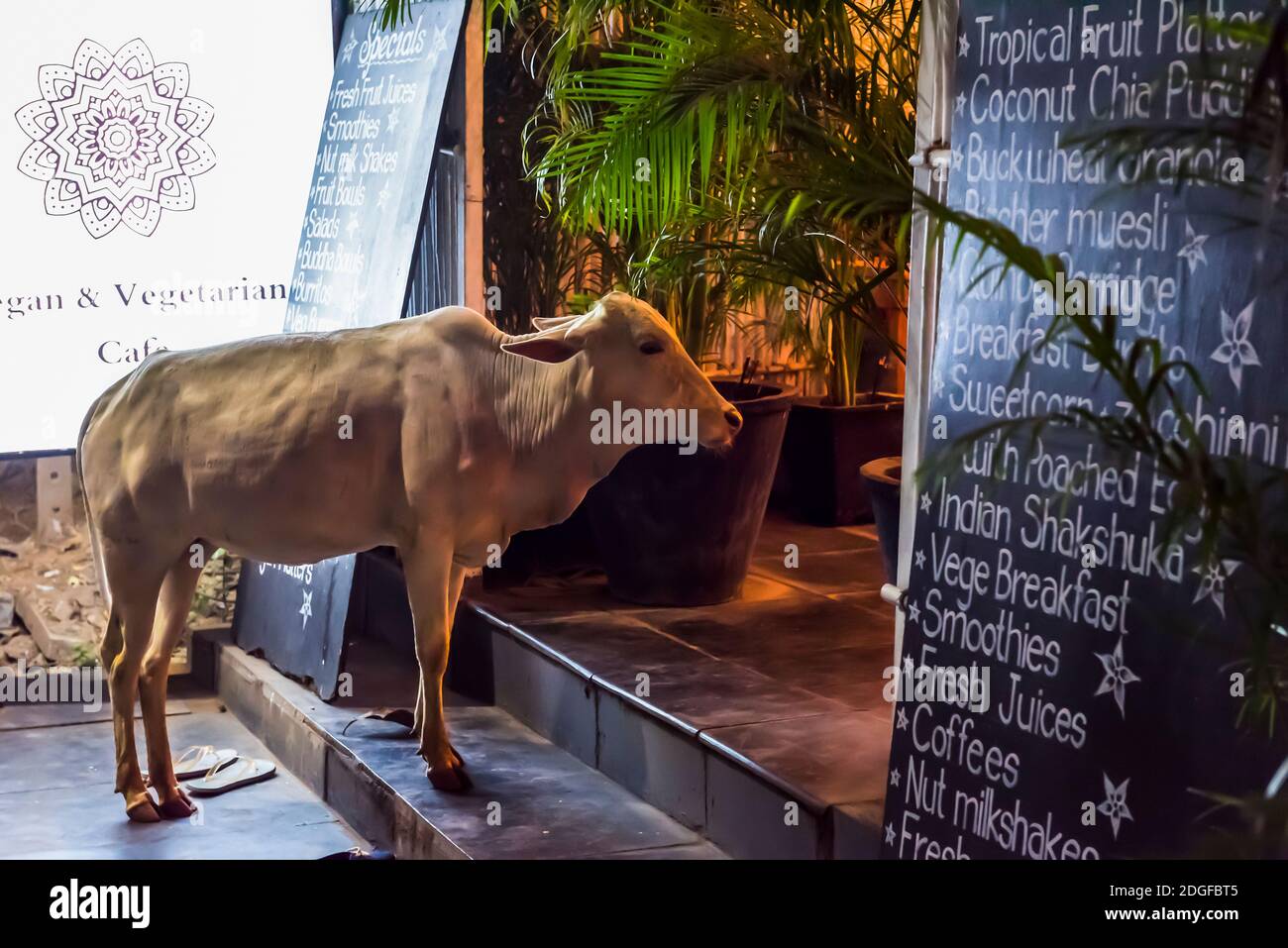 India cow street restaurant hi-res stock photography and images - Alamy
