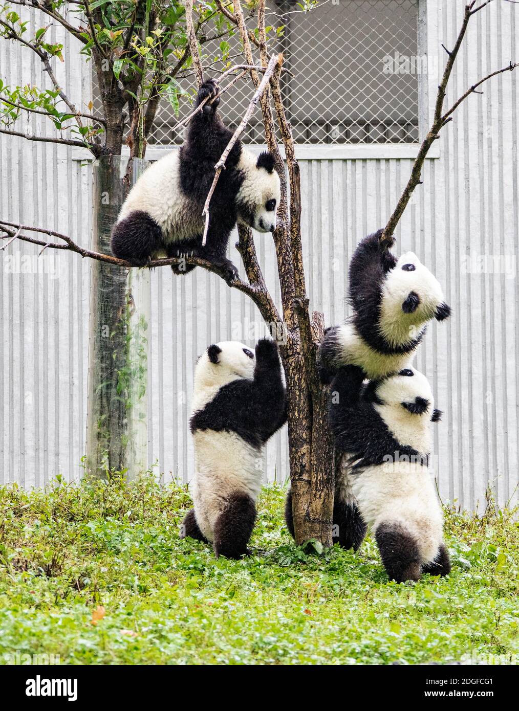 --File--Pandas climb up a tree at the Gengda Shenshuping Base of China ...