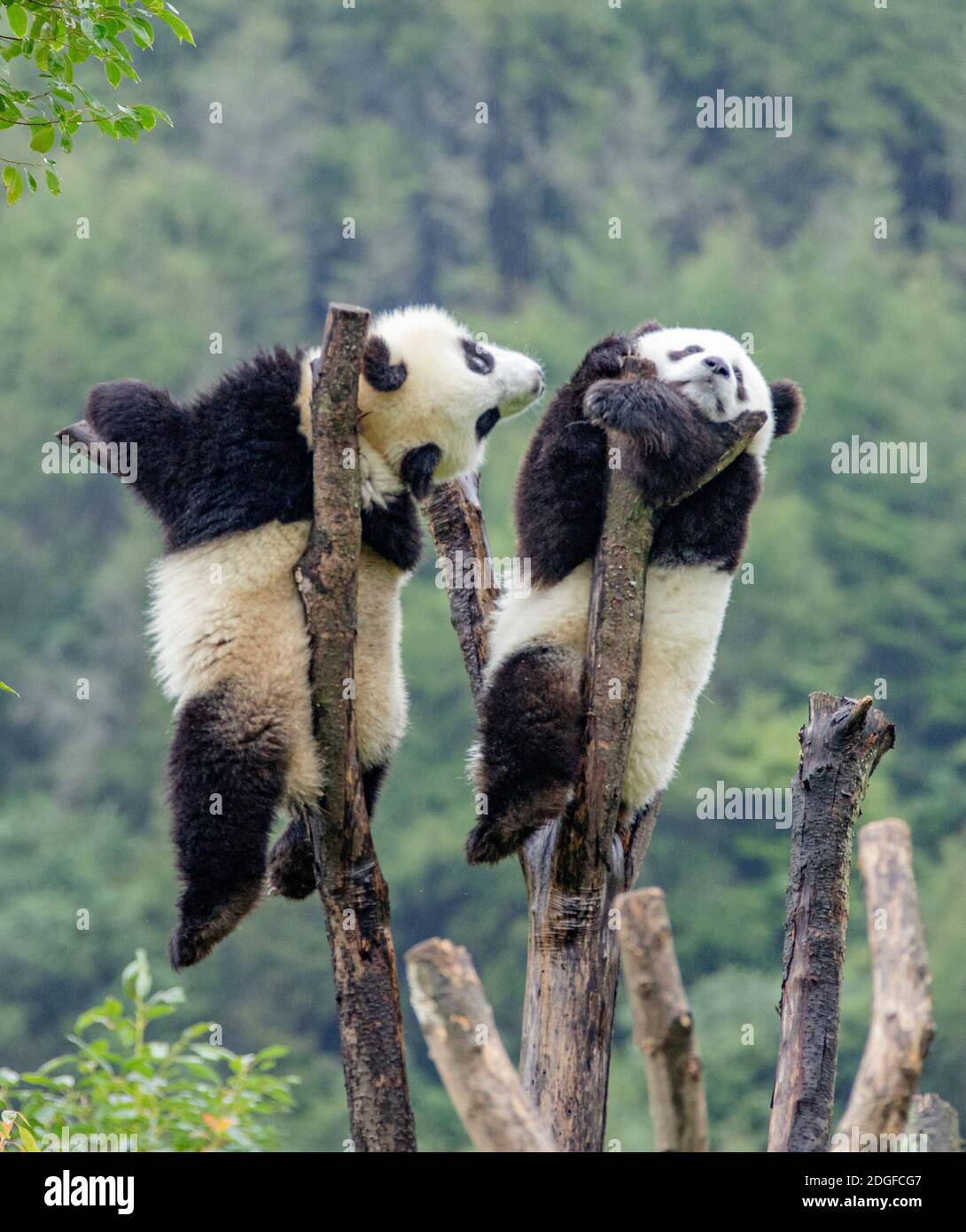--File--Pandas climb up a tree at the Gengda Shenshuping Base of China ...