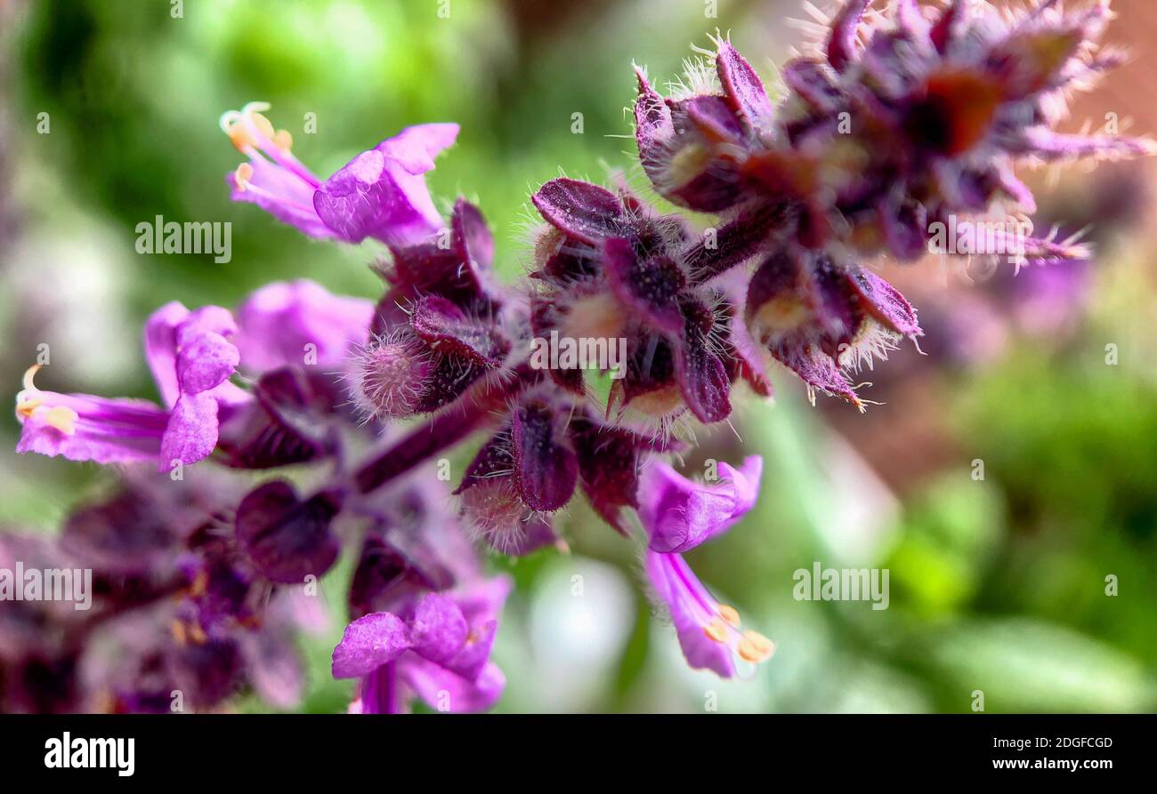 Wild purple flowers macro hi-res stock photography and images - Alamy