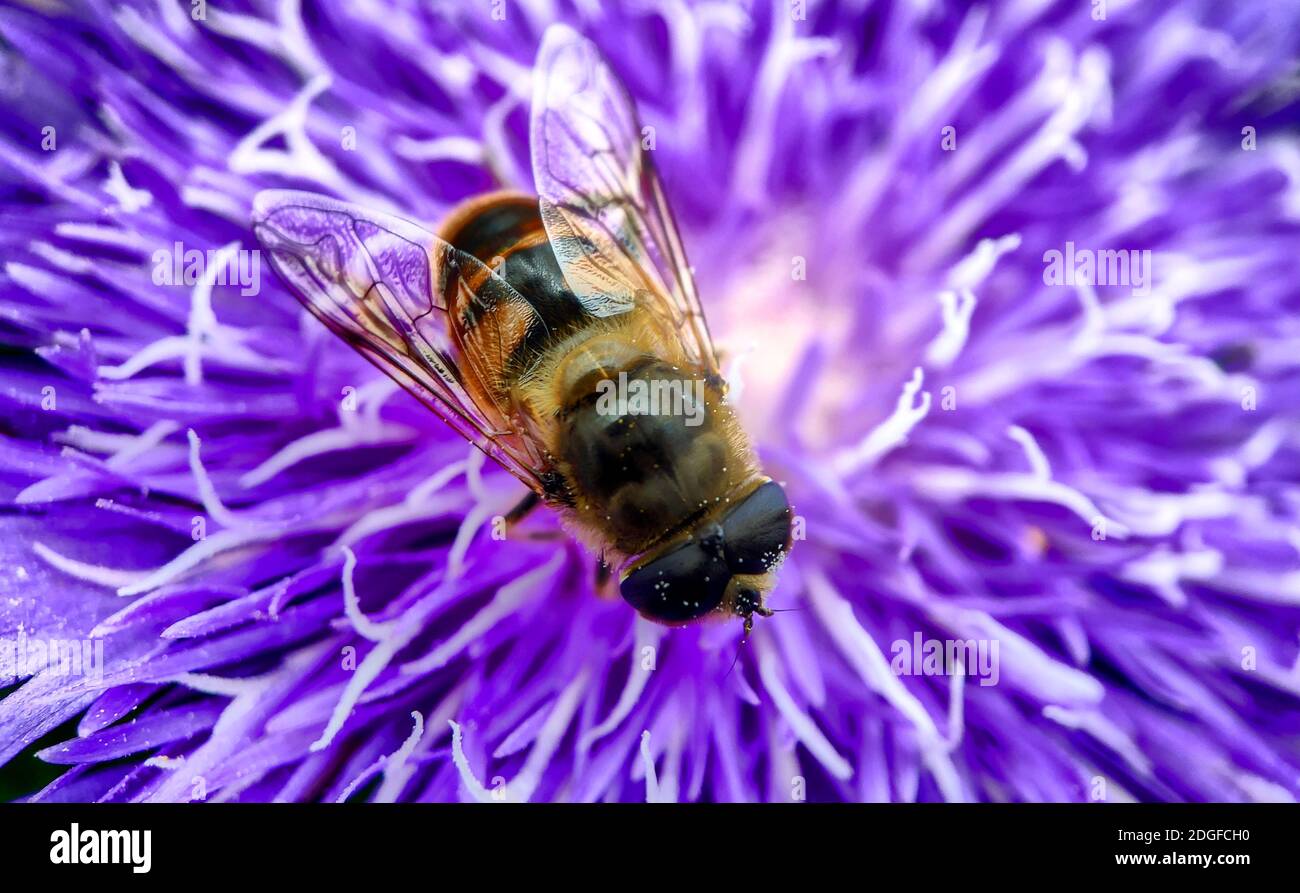 Crawling On A Flower Petal High Resolution Stock Photography and Images ...