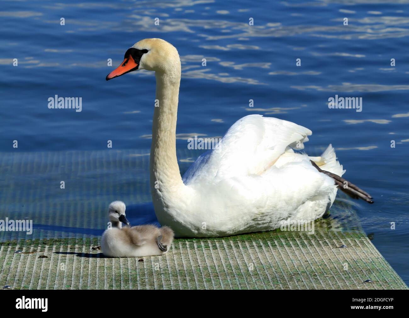 Mother swan at the lake with her baby Stock Photo - Alamy