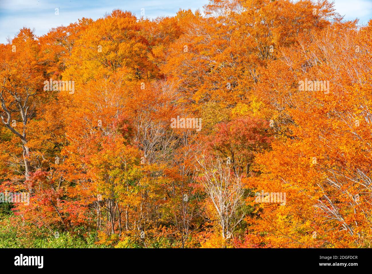 Colorful forest of autumn Stock Photo - Alamy