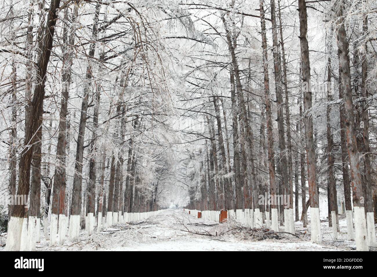 Changchun city encounters extreme weather with rain and snow cooling ...
