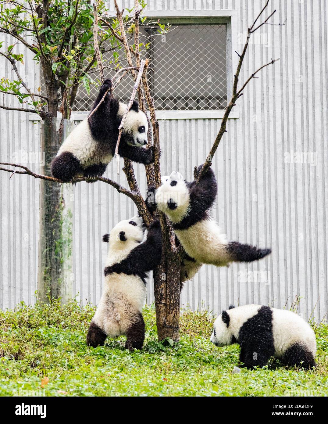 --File--Pandas climb up a tree at the Gengda Shenshuping Base of China ...
