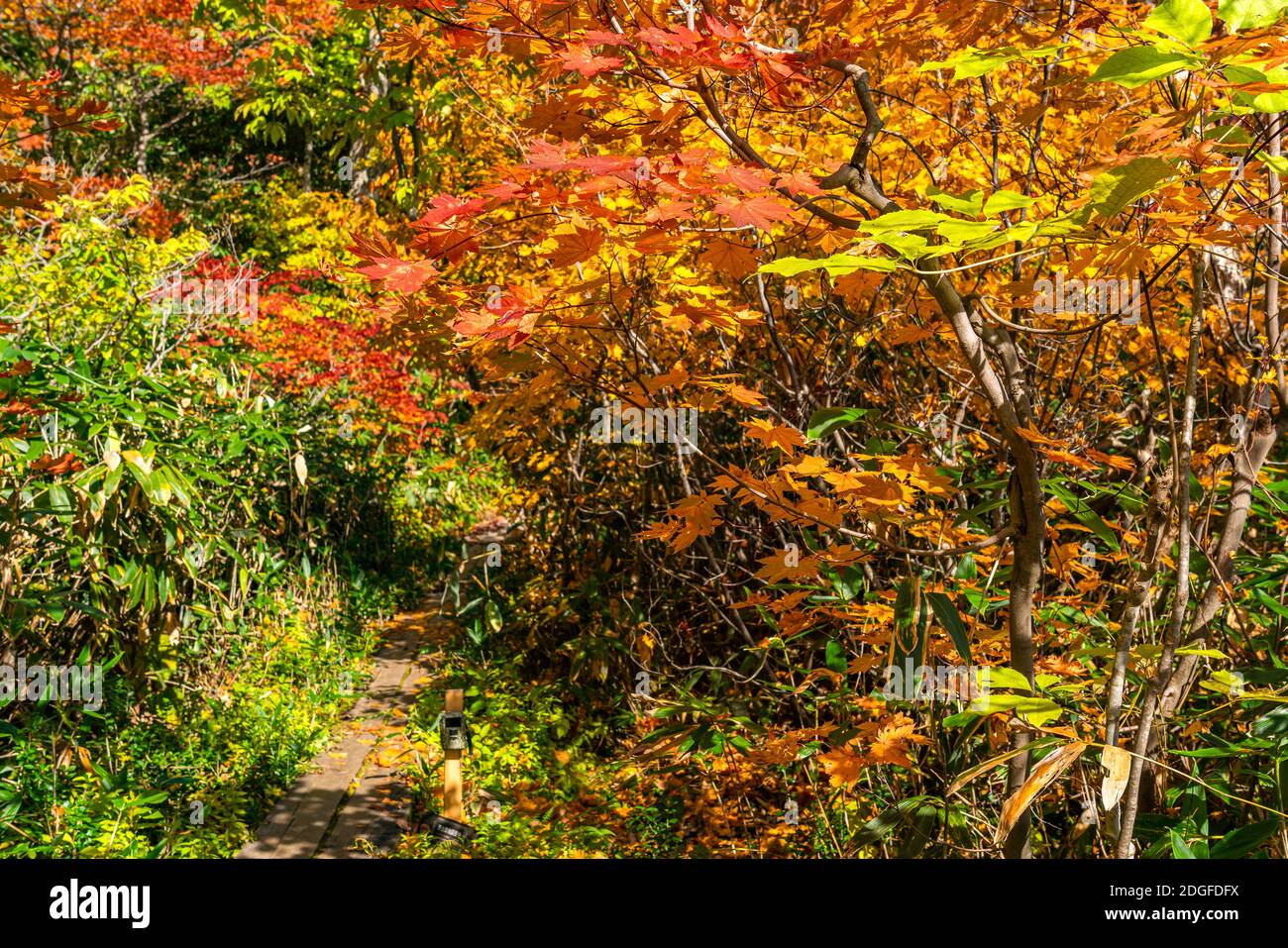Autumn colorful foliage of japanese forest at Onuma Pond walking trail ...