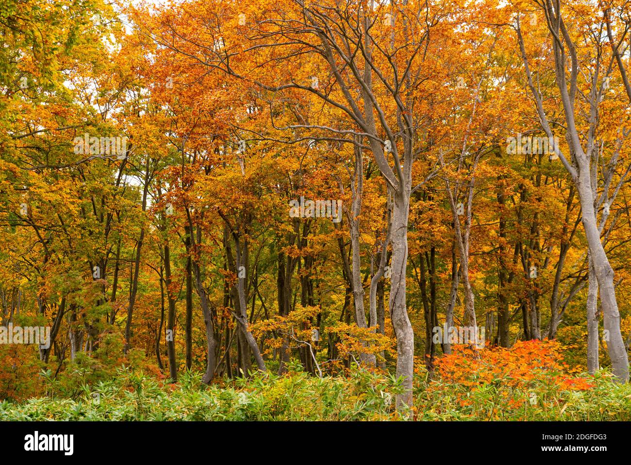 Colorful color season hi-res stock photography and images - Alamy