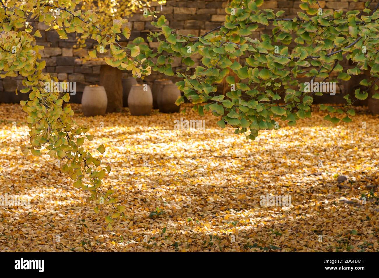 A 1,400-year-old Ginkgo tree has been falling leaves on the ground ...