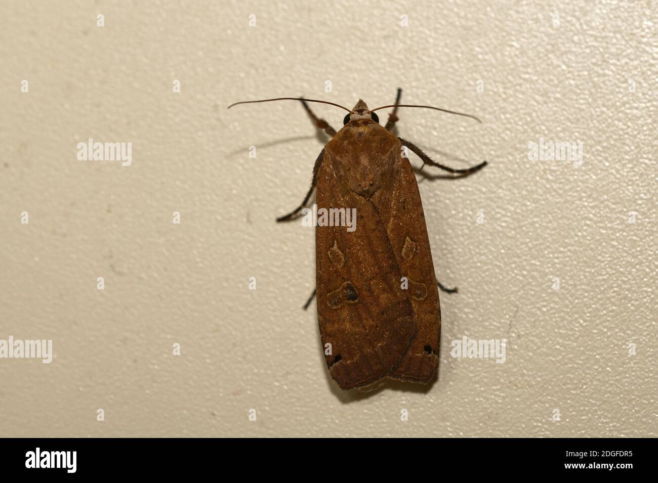 Moth underwing hi-res stock photography and images - Alamy
