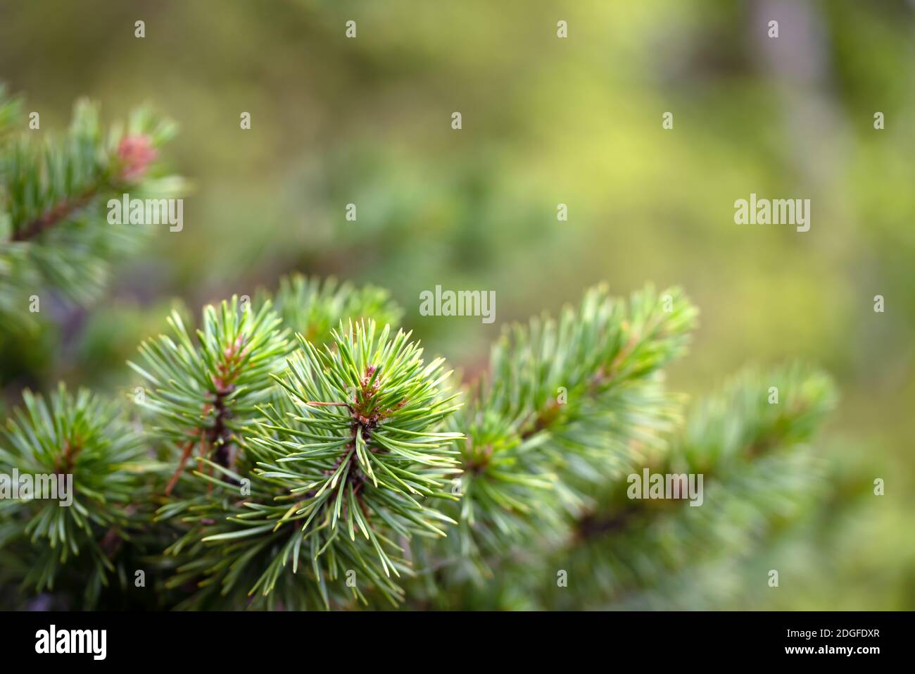 Long needles pine hi-res stock photography and images - Alamy