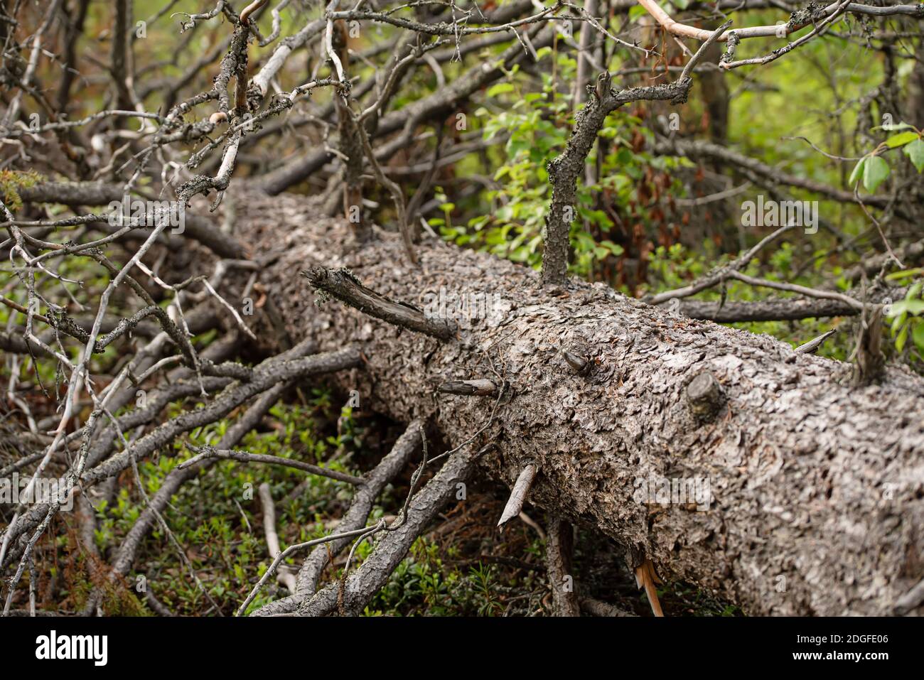 Chopped down tree trunk hi-res stock photography and images - Alamy