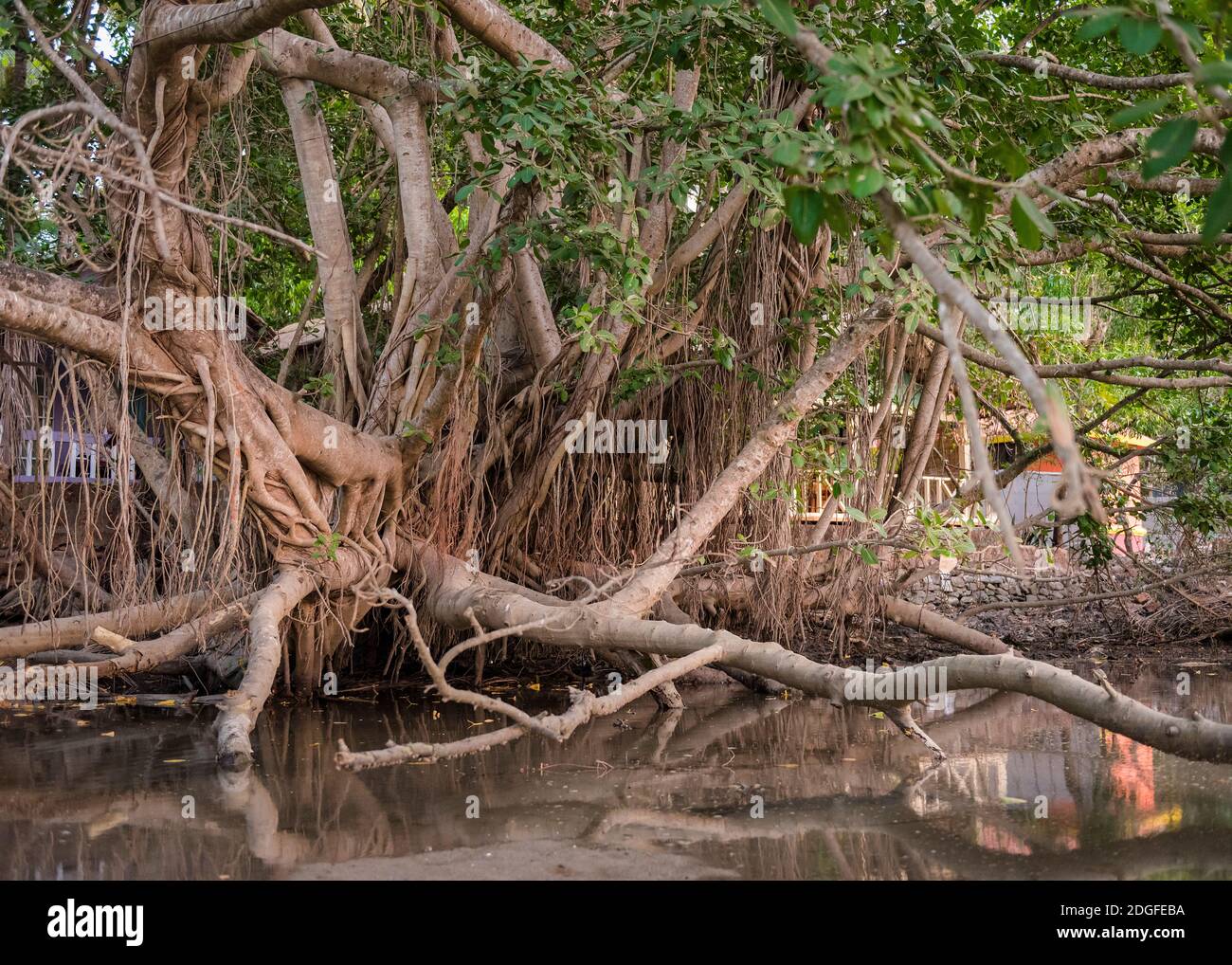 Banyan tree in the jungle near a village in Goa, India Stock Photo - Alamy