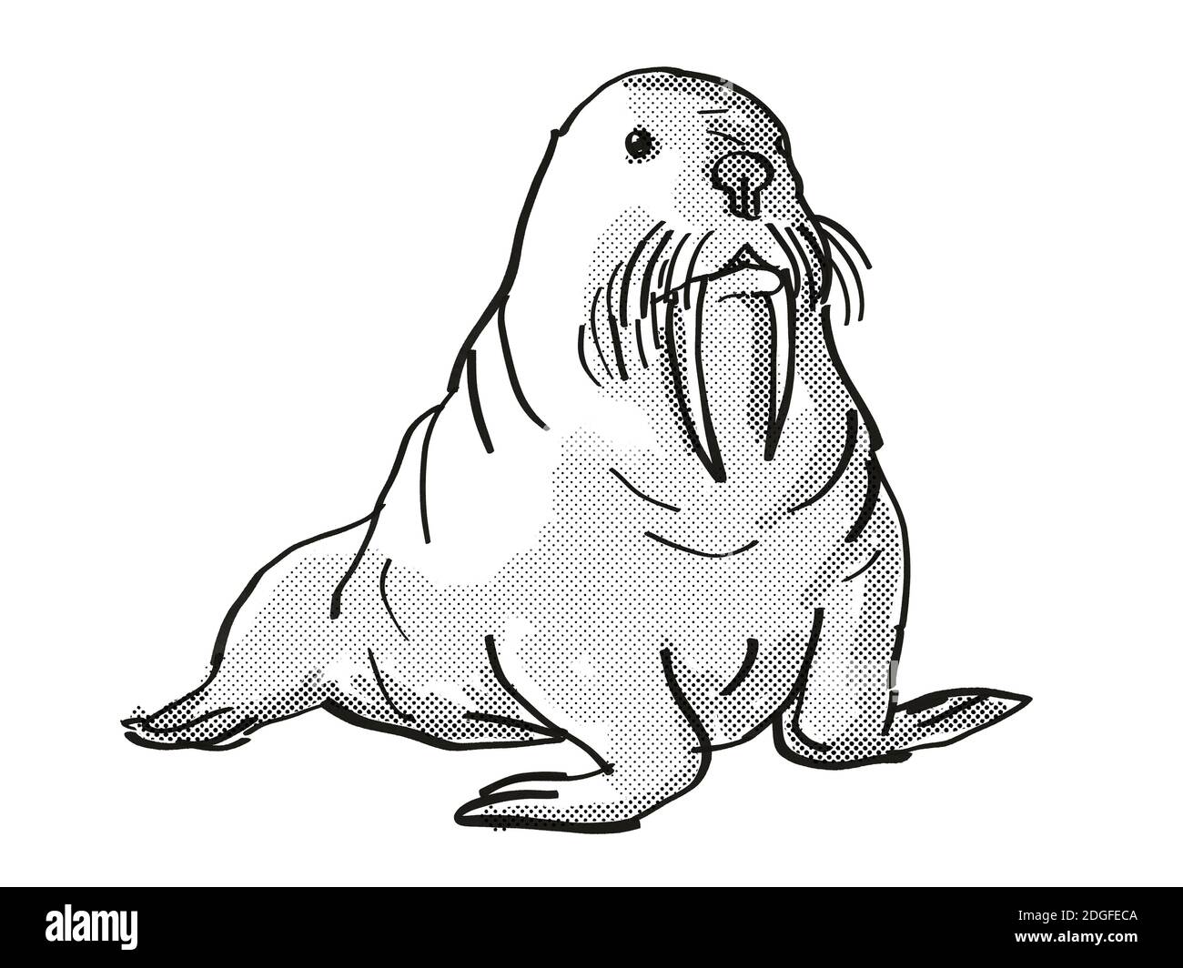 Pacific Walrus Endangered Wildlife Cartoon Drawing Stock Photo - Alamy