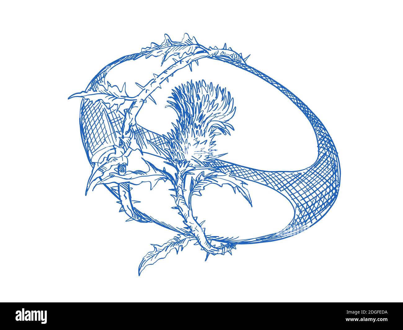 Scottish thistle drawing hi-res stock photography and images - Alamy