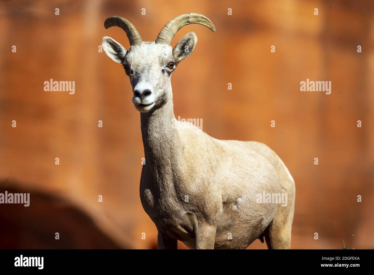 Animals of the american southwest hi-res stock photography and images ...
