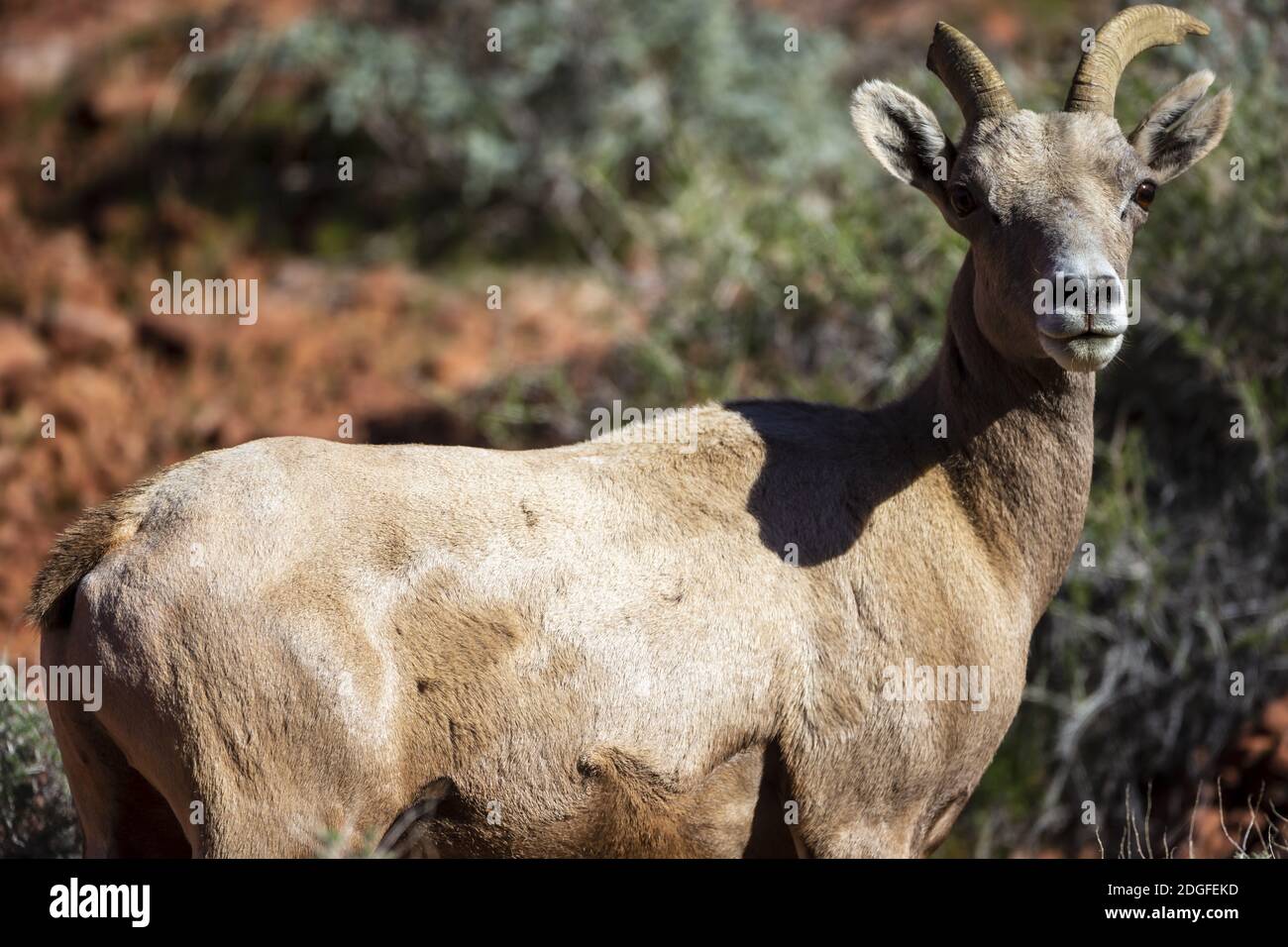 Animal formations hi-res stock photography and images - Alamy