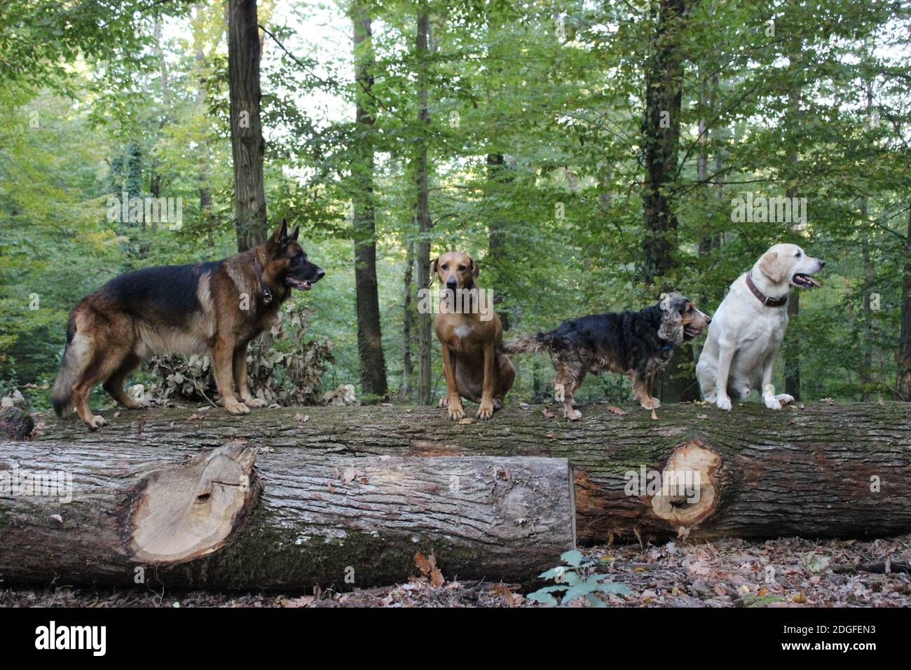 Huge collar hi-res stock photography and images - Alamy