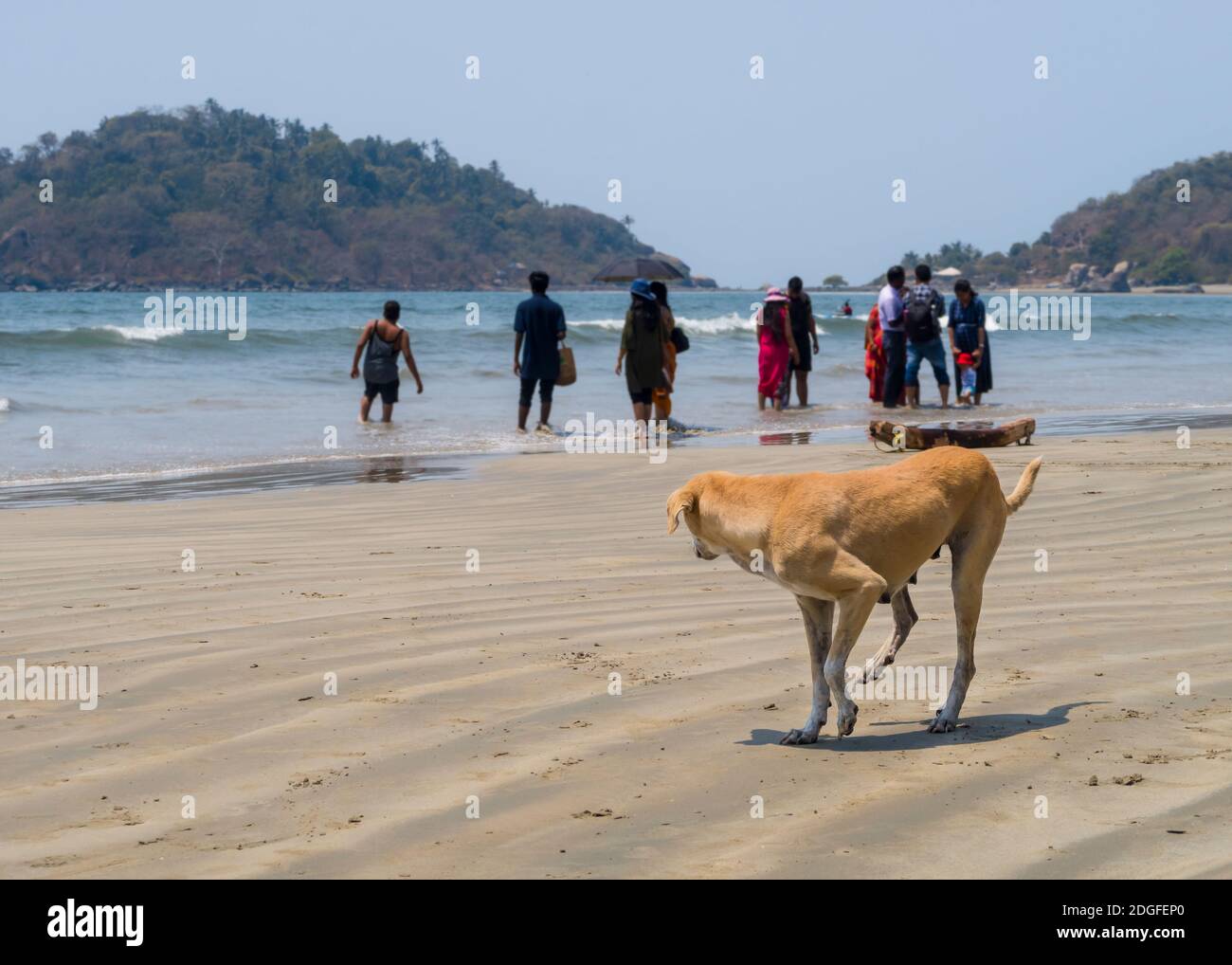 Dog looking curiously at people on a sandy beach in Goa, India Stock ...