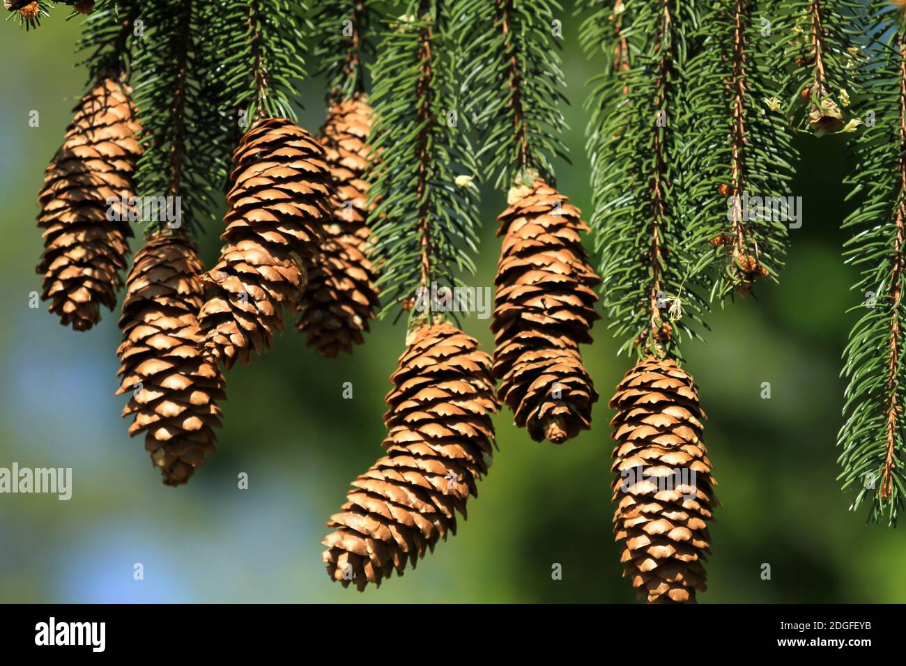Beautiful fir hi-res stock photography and images - Alamy
