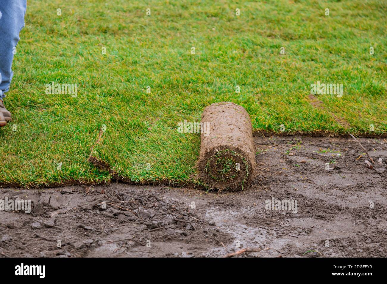 New lawn rolls of fresh grass turf ready to be used for gardening Stock ...
