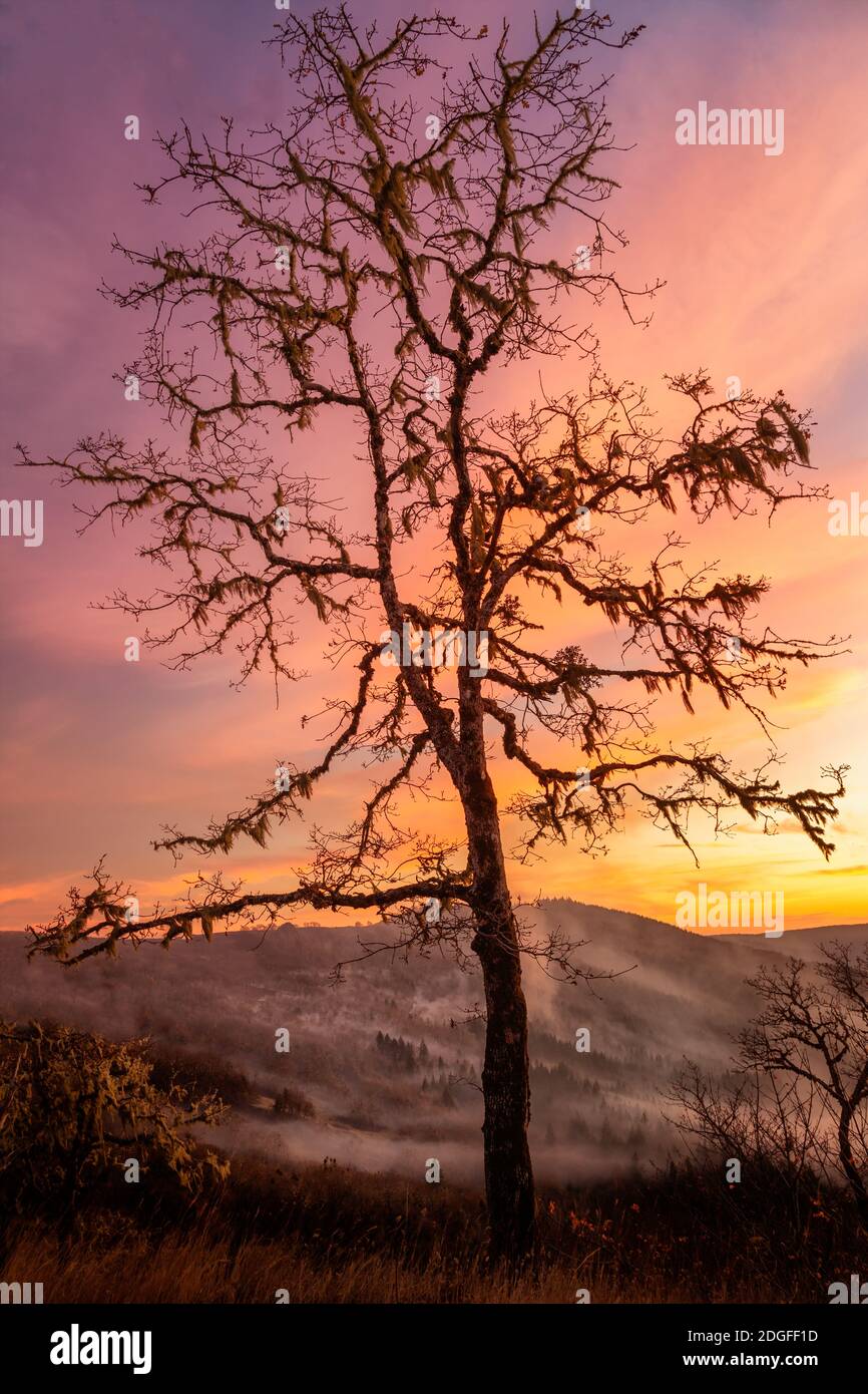 Tree over valley hi-res stock photography and images - Alamy