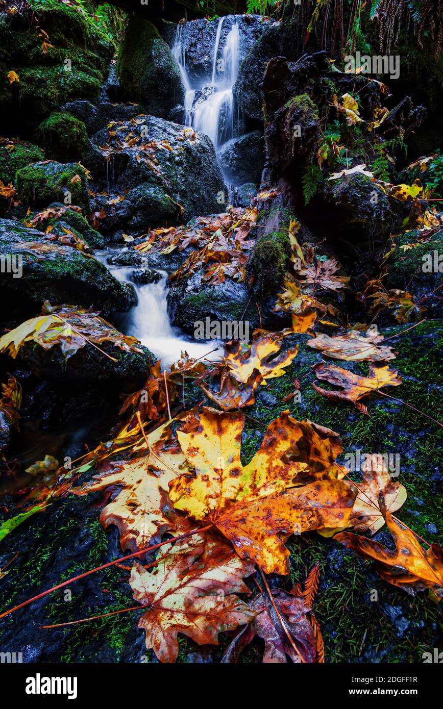 Small Waterfall and Autumn Maple Leaves, Northern California Stock ...