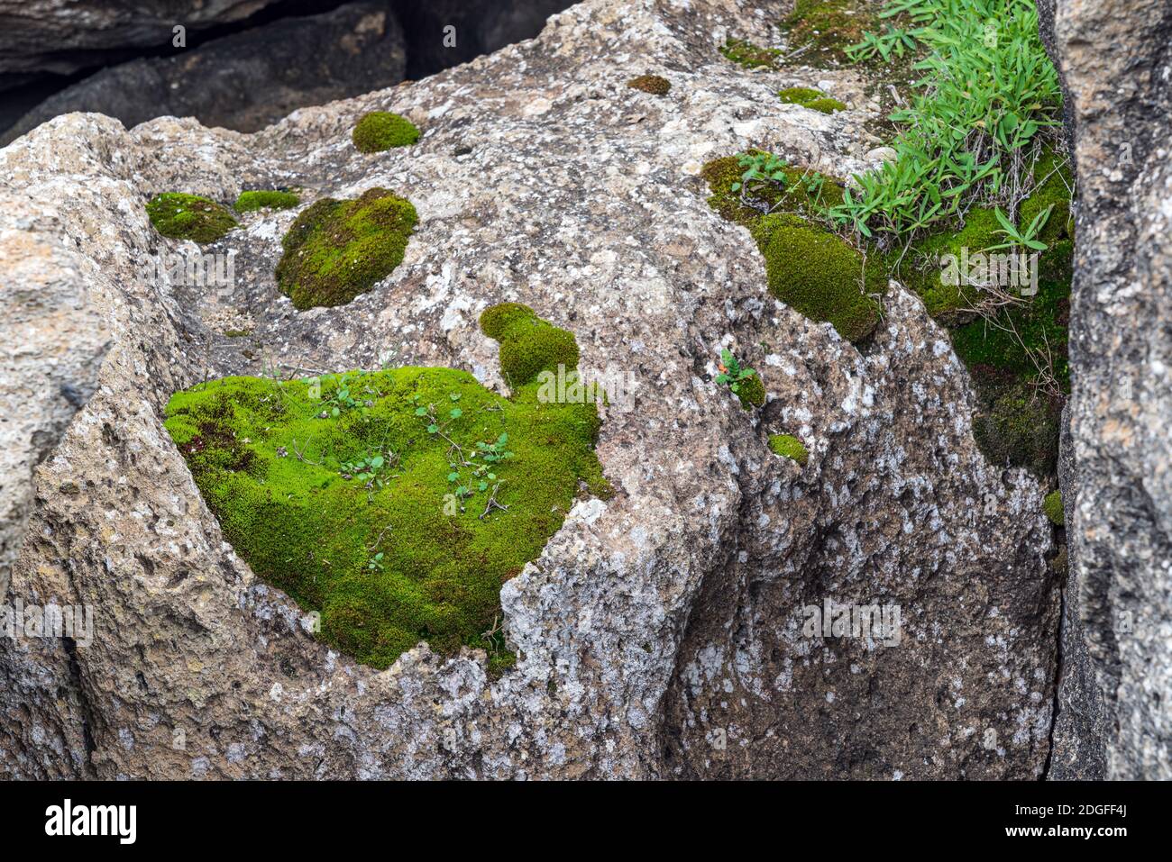Moss on large rock hi-res stock photography and images - Alamy